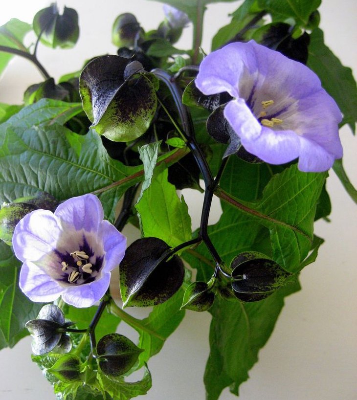 30 Purple Black Shoo-Fly Plant Nicandra Seeds