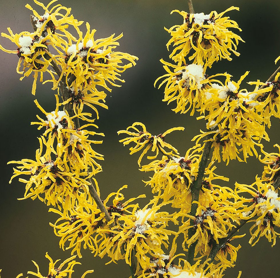 20 Hardy Witch Hazel Tree Hamamelis Seeds
