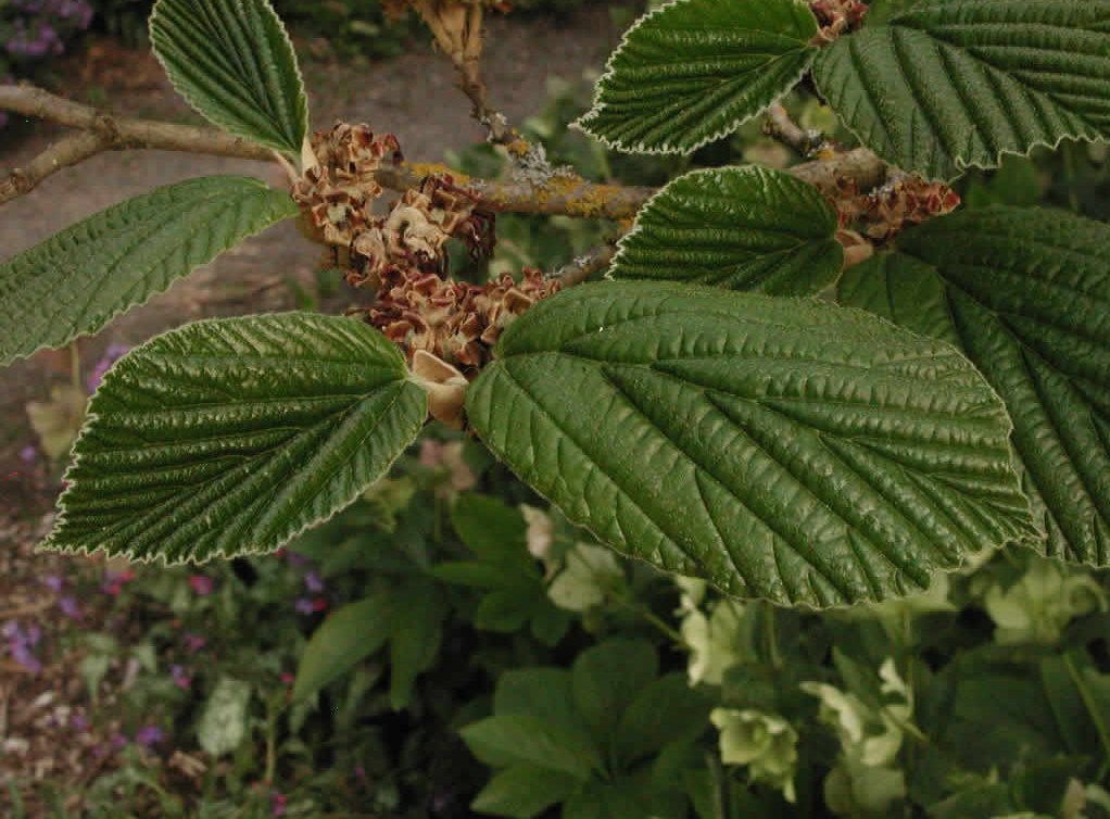 20 Hardy Witch Hazel Tree Hamamelis Seeds