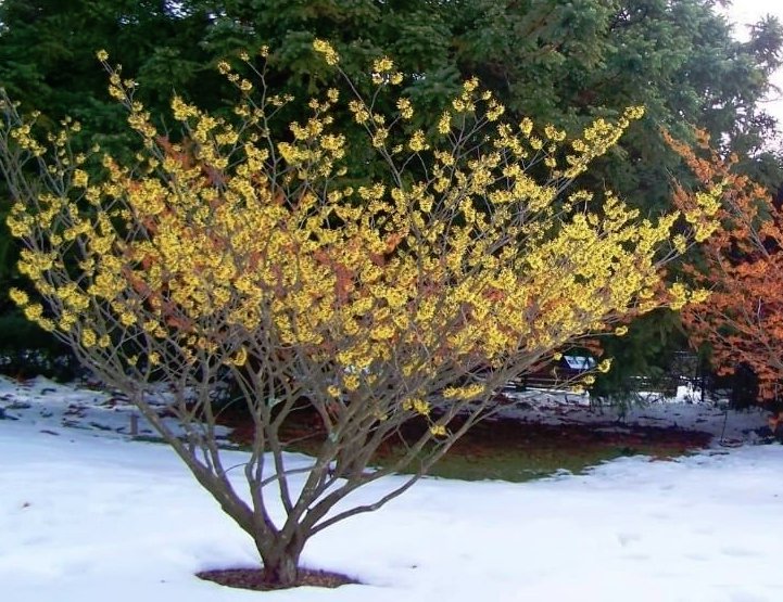 20 Hardy Witch Hazel Tree Hamamelis Seeds