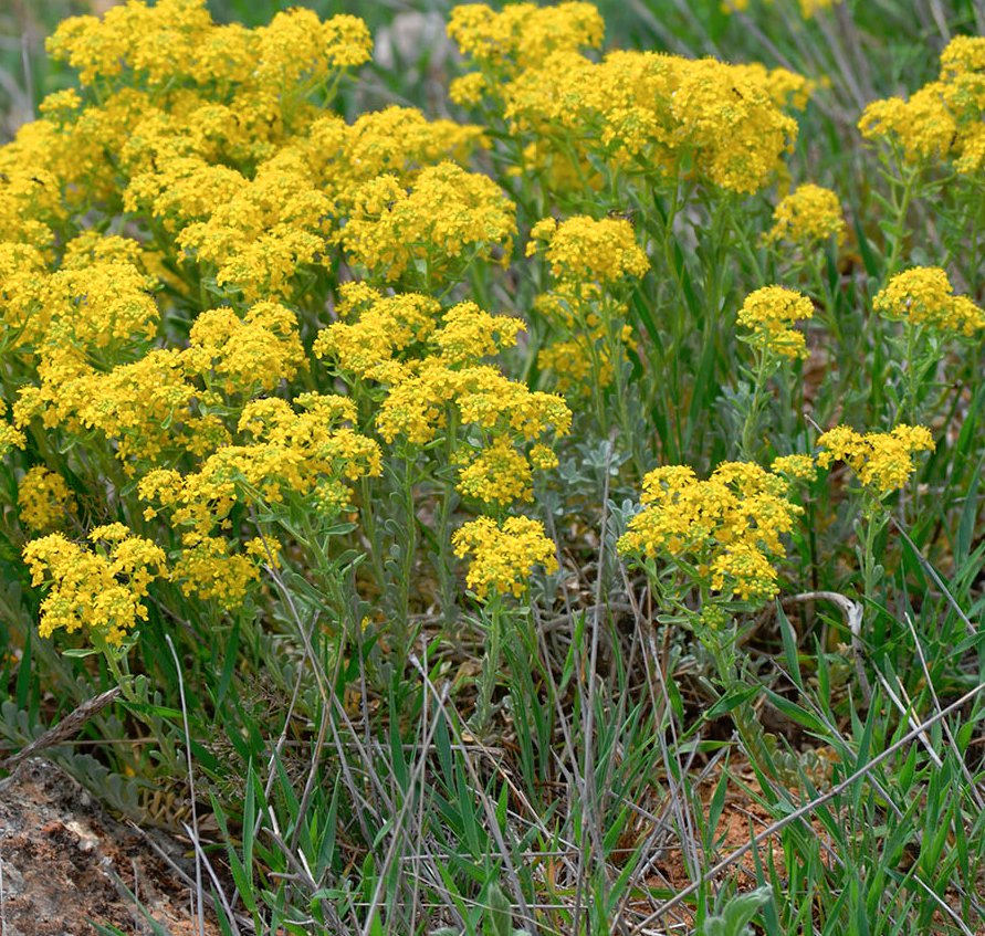 50 Blue Dyers Woad Isatis Seeds