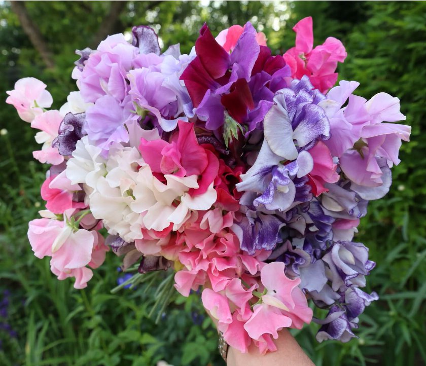 30 Fragrant Sweet Pea Flower Mix Lathyrus Seeds