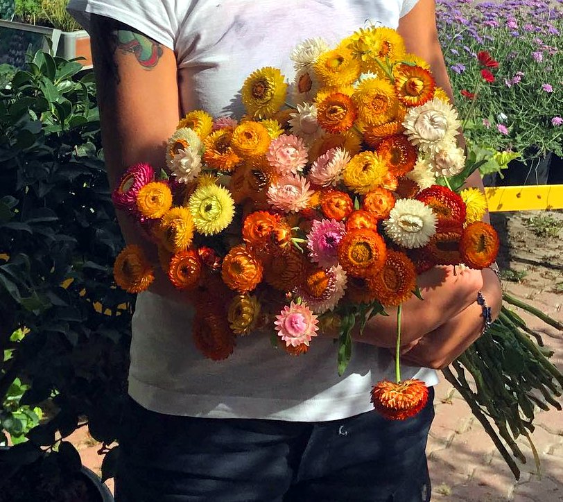 50 Strawflower Mix Double Tall Everlasting Helichrysum Seeds