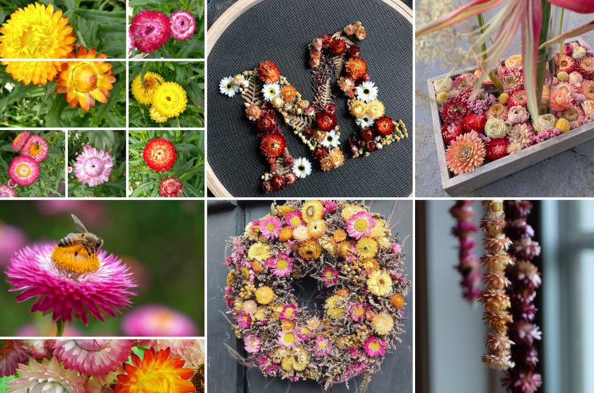 50 Strawflower Mix Double Tall Everlasting Helichrysum Seeds