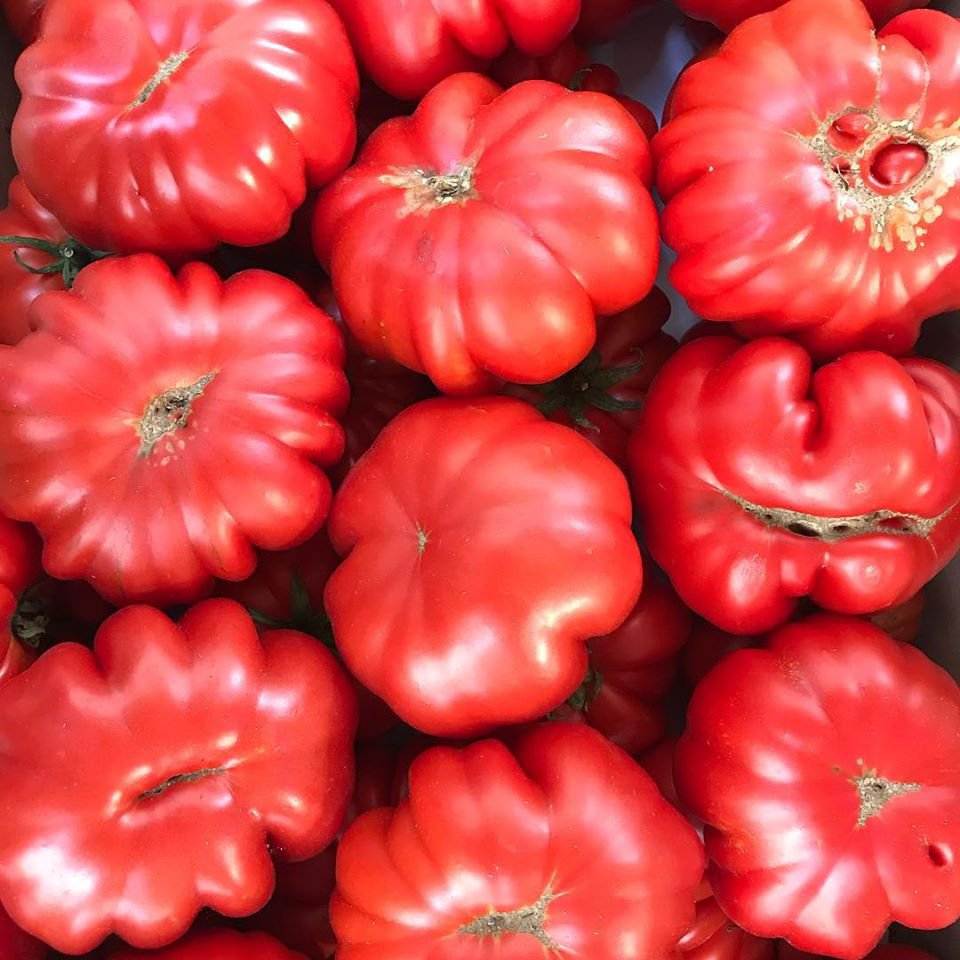 25 Italian Heirloom Pomodoro Costoluto Fiorentino Tomato Seeds