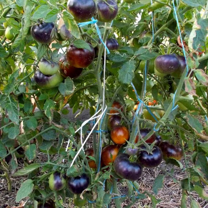 25 Heirloom Tomato Old German Organic Seeds