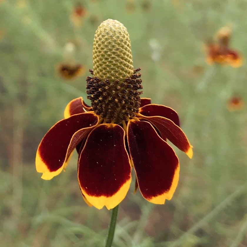200 Wild Mexican Hat Flower Ratibida Seeds