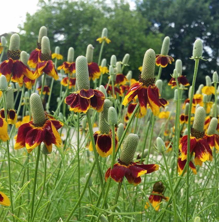 200 Wild Mexican Hat Flower Ratibida Seeds