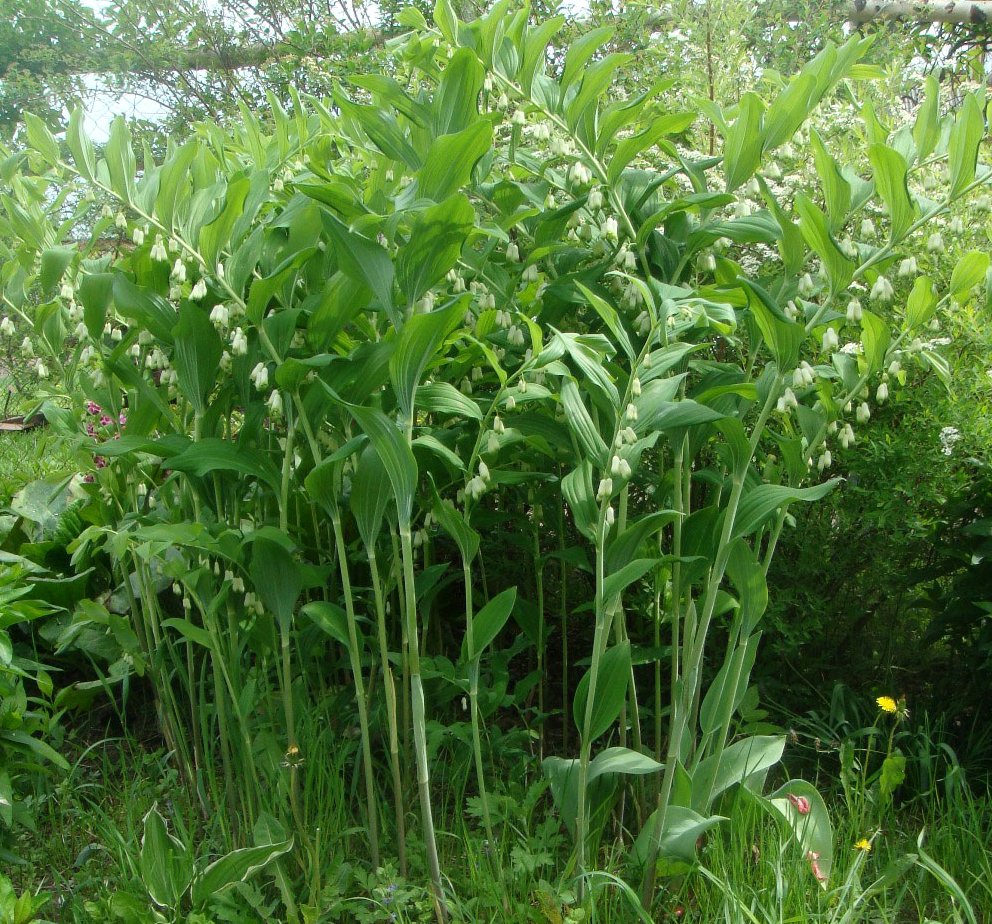 25 US Native Wildflower Solomon's Seal Polygonatum Seeds
