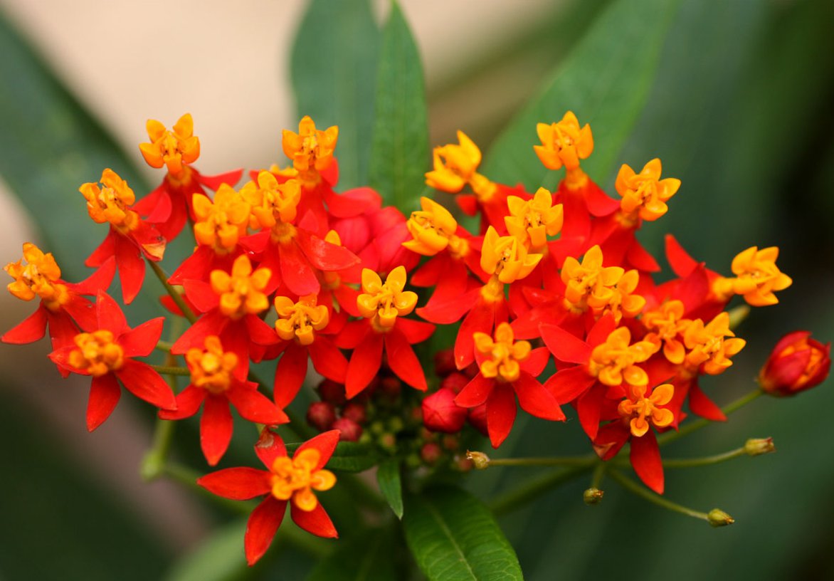 50 Bloodflower Butterfly Milkweed Asclepias Seeds