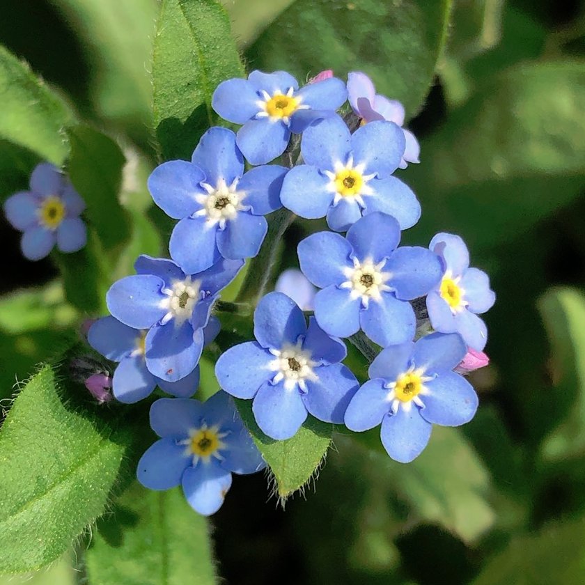 250 Blue Wood Forget Me Not Wildflower Myosotis Seeds