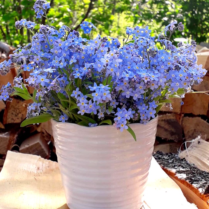 250 Blue Wood Forget Me Not Wildflower Myosotis Seeds