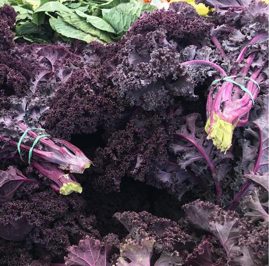 25 Redbor Purple Kale Brassica Seeds