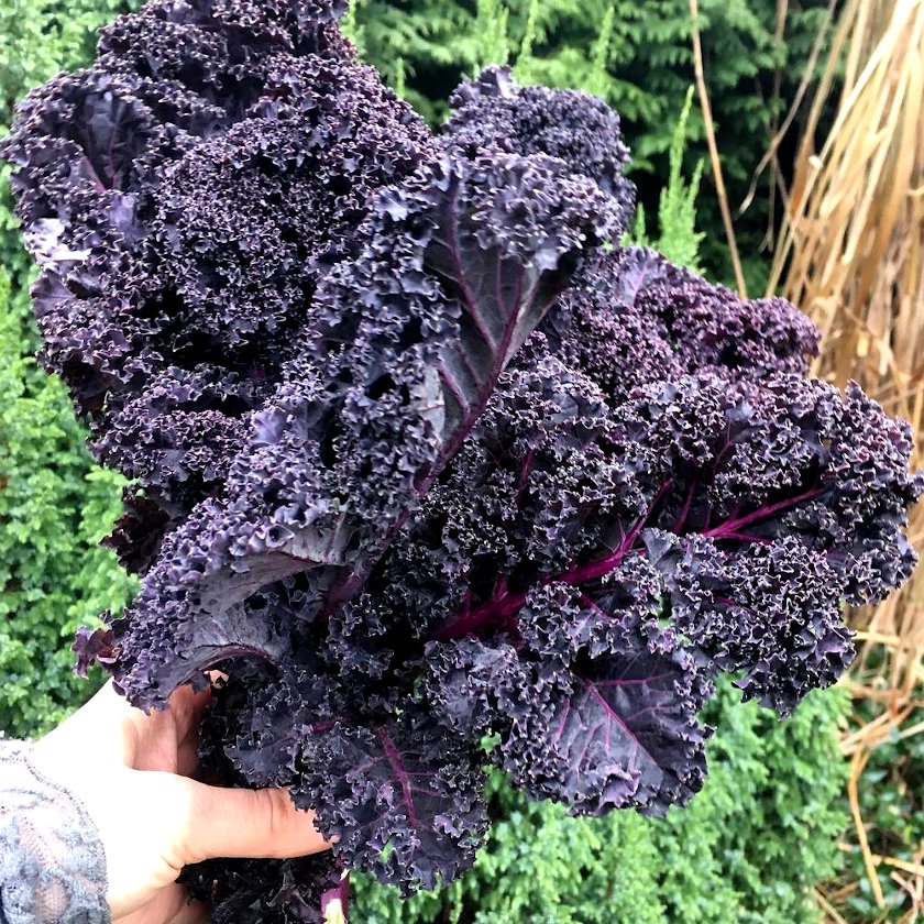 25 Redbor Purple Kale Brassica Seeds