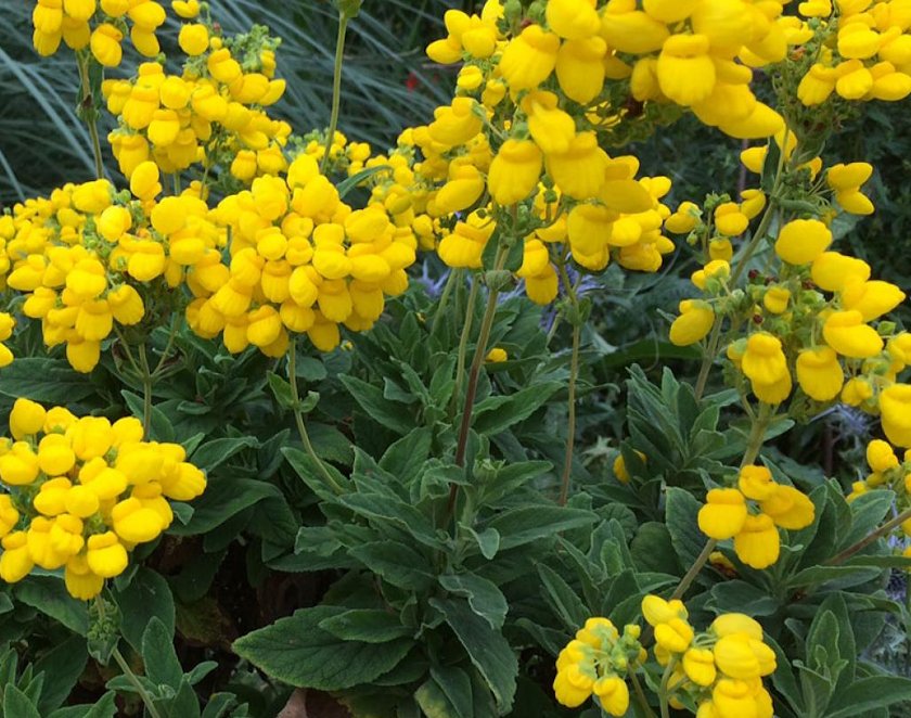 20 Yellow Bush Slipperwort Calceolaria Seeds