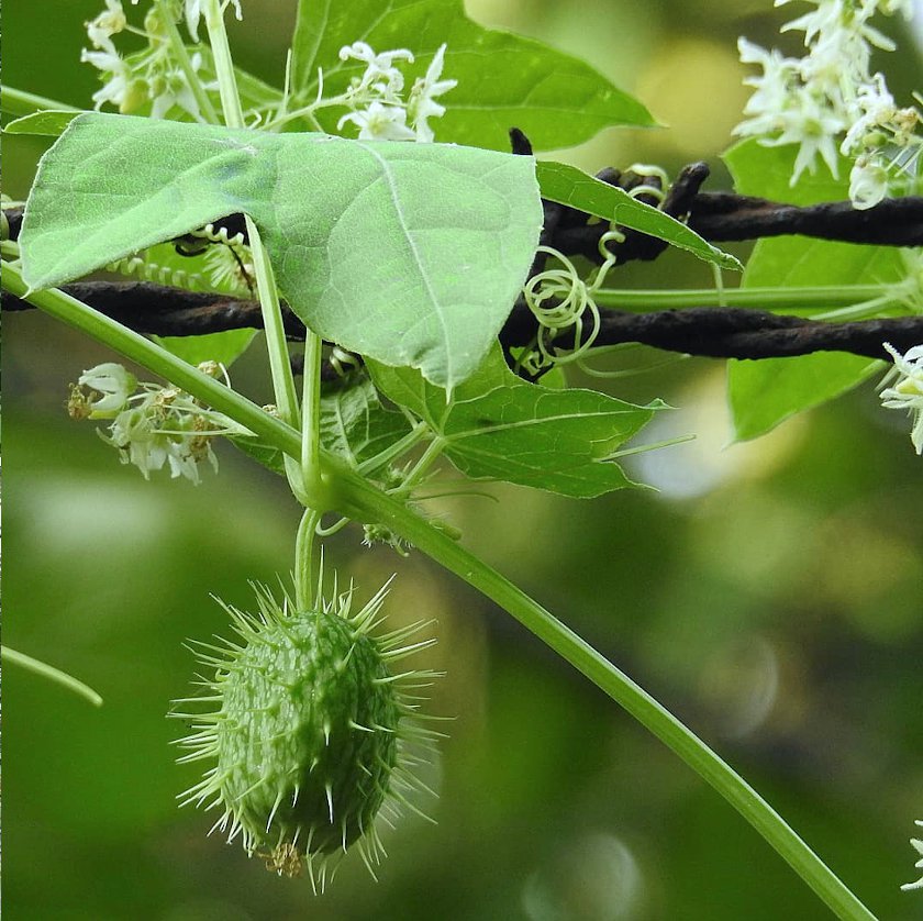 10 Wild US Native Cucumber Fragrant Echinocystis Seeds