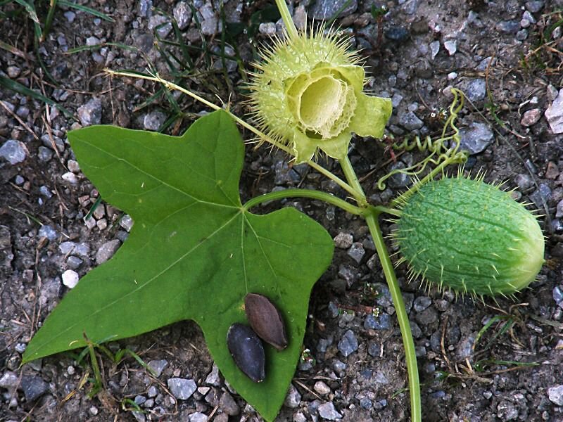 10 Wild US Native Cucumber Fragrant Echinocystis Seeds