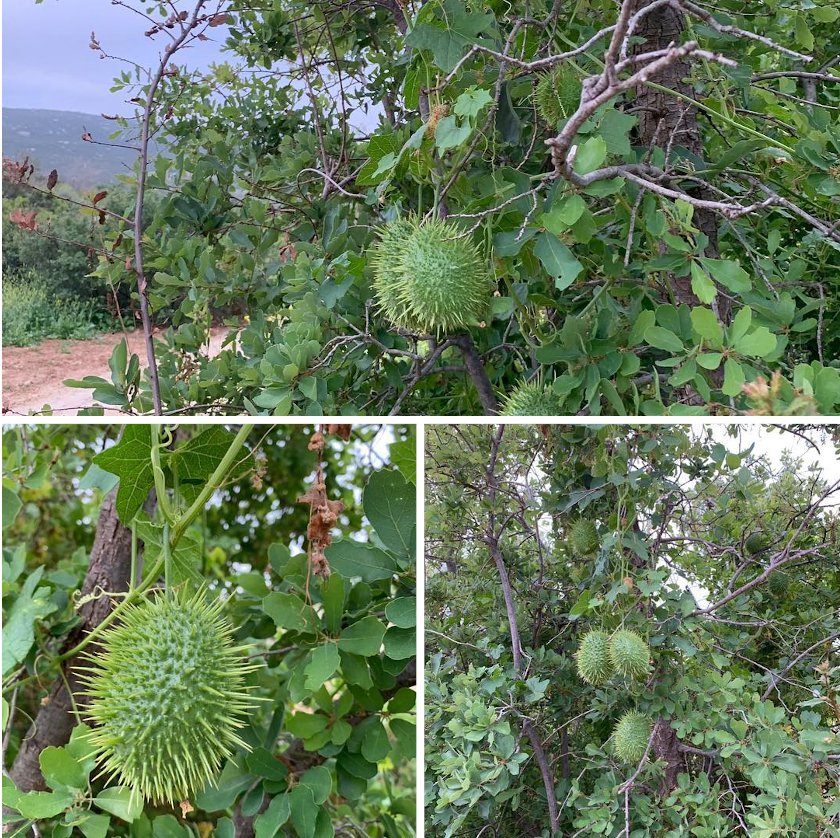 10 Wild US Native Cucumber Fragrant Echinocystis Seeds