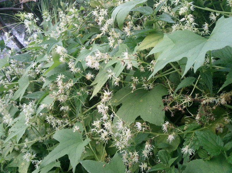 10 Wild US Native Cucumber Fragrant Echinocystis Seeds