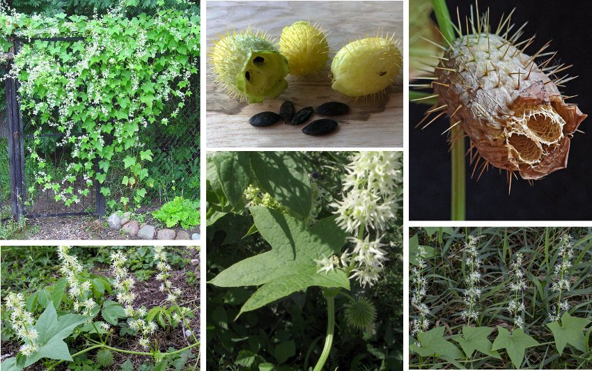 10 Wild US Native Cucumber Fragrant Echinocystis Seeds