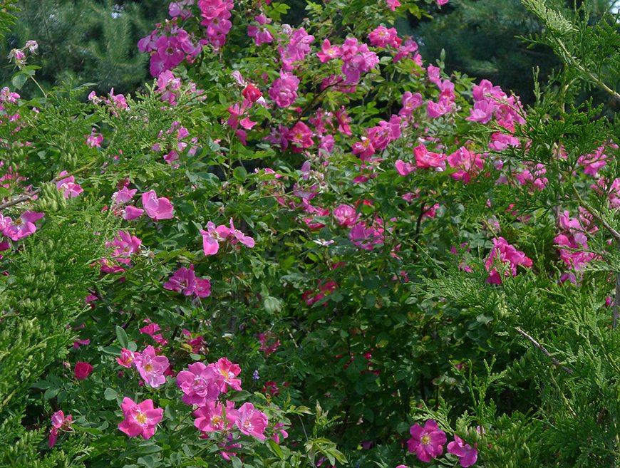 30 Native Wild Marsh Rose Pink Rosa Seeds