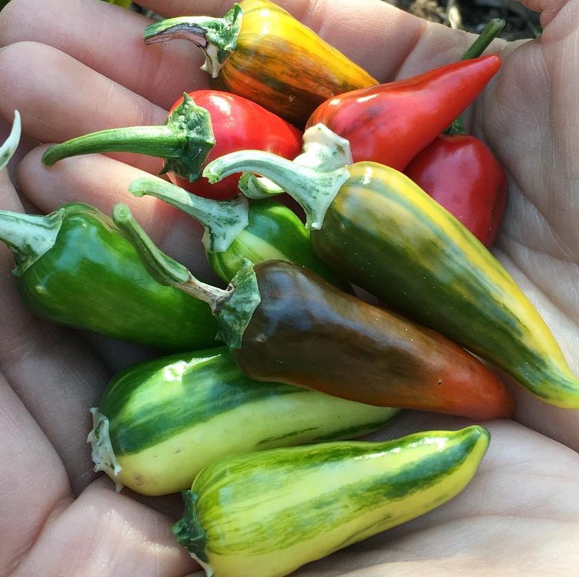 20 Heirloom Fish Pepper Variegated Striped Capsicum Seeds