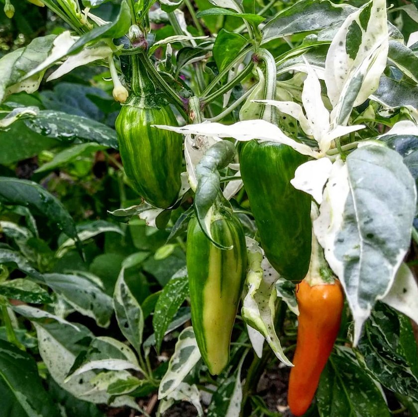 20 Heirloom Fish Pepper Variegated Striped Capsicum Seeds
