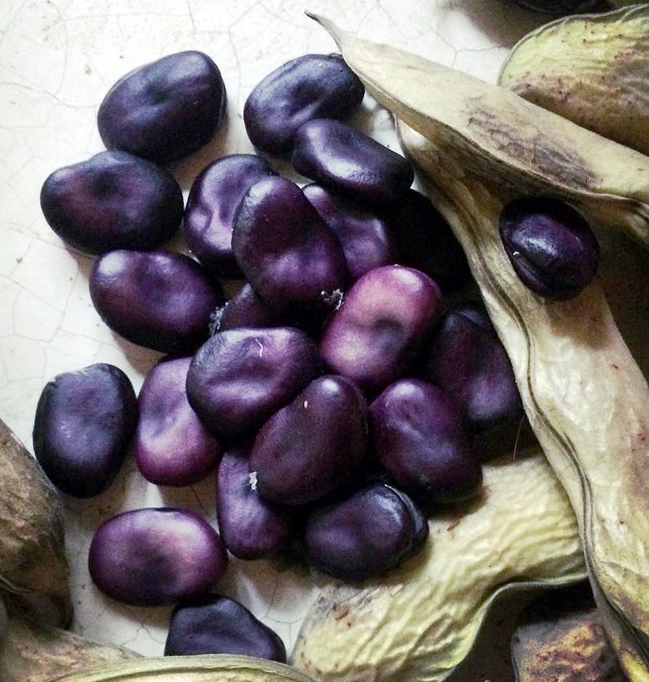 25 Heirloom Purple Fava Bean Vicia faba Seeds