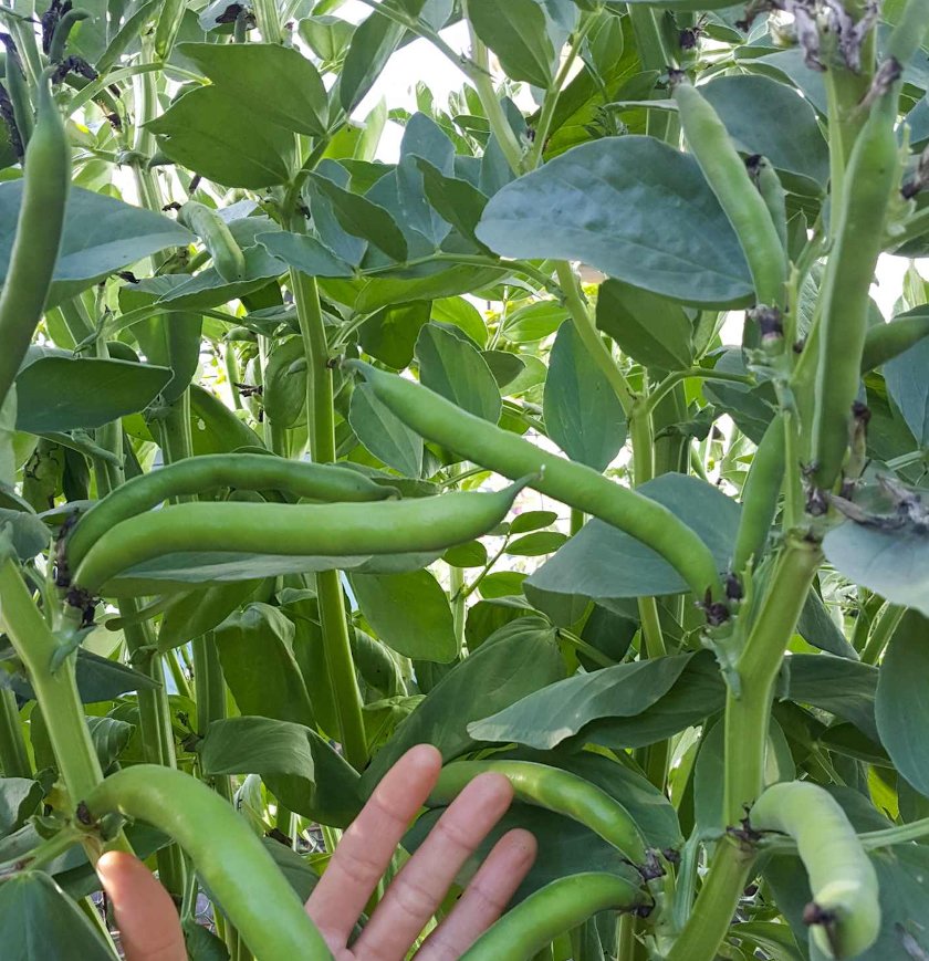 25 Heirloom Purple Fava Bean Vicia faba Seeds