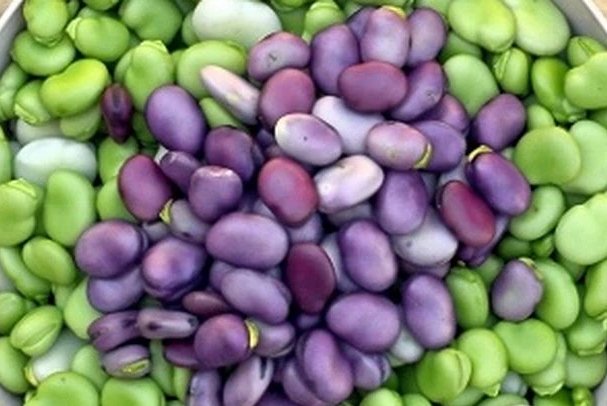 25 Heirloom Purple Fava Bean Vicia faba Seeds