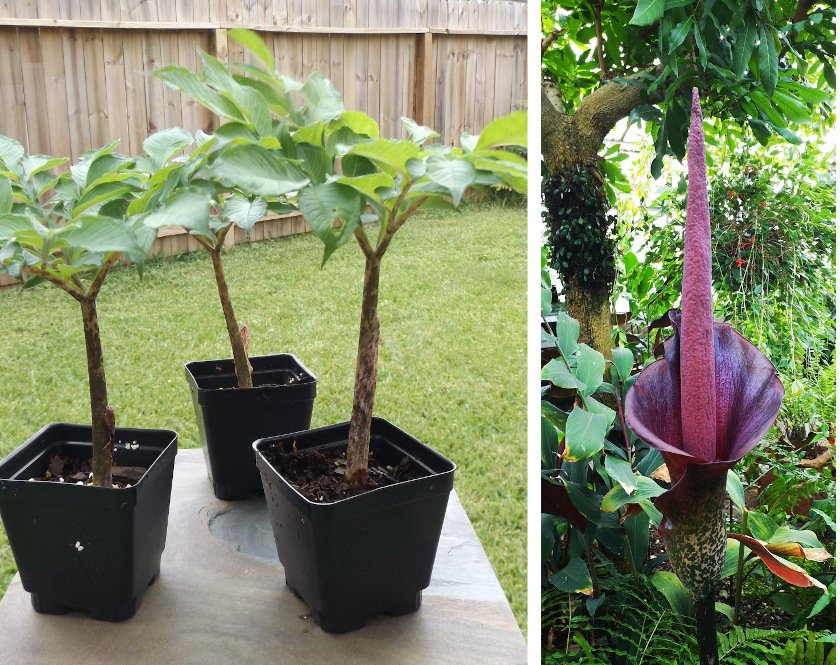 1 Aroid Devil's Tongue Voodoo Lily Amorphophallus Starter Plant