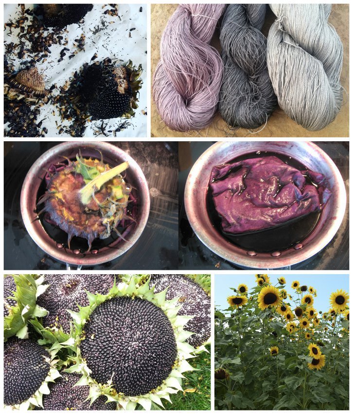 20 Native US Hopi Dye Sunflower Seeds