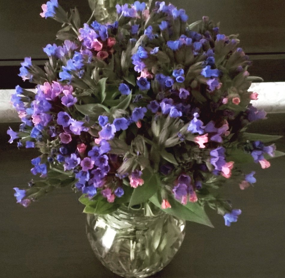 25 Lungwort Bethlehem Sage Pulmonaria Seeds