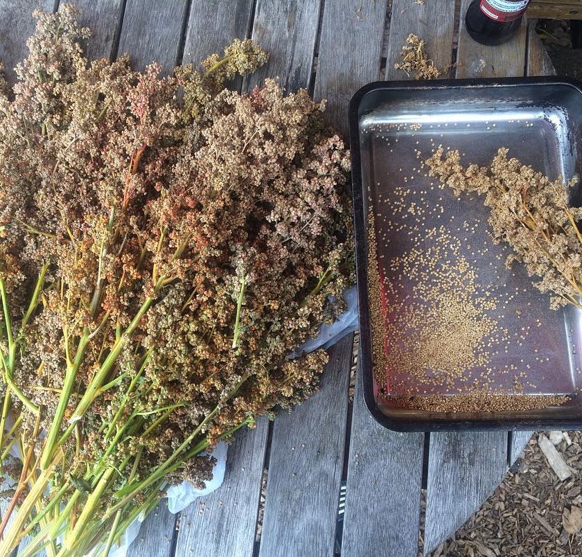 500 Organic Quinoa Inca Wheat Chenopodium Seeds