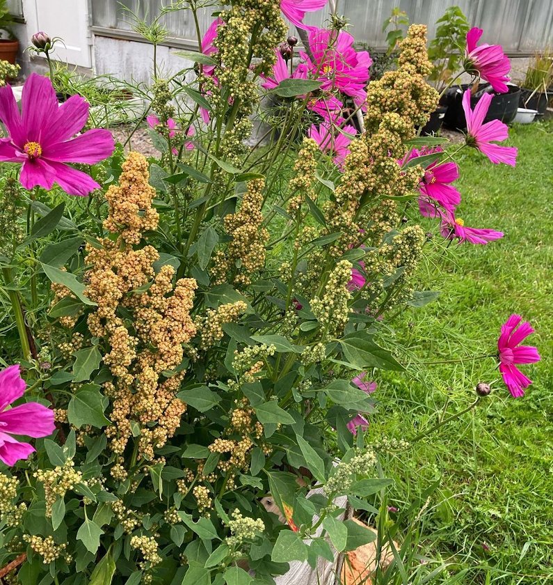 500 Organic Quinoa Inca Wheat Chenopodium Seeds