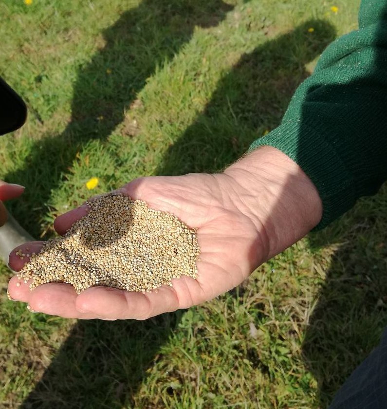 500 Organic Quinoa Inca Wheat Chenopodium Seeds