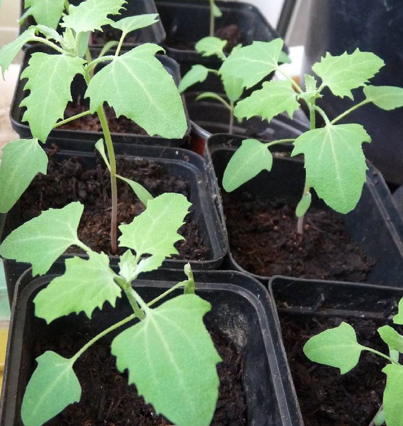 500 Organic Quinoa Inca Wheat Chenopodium Seeds