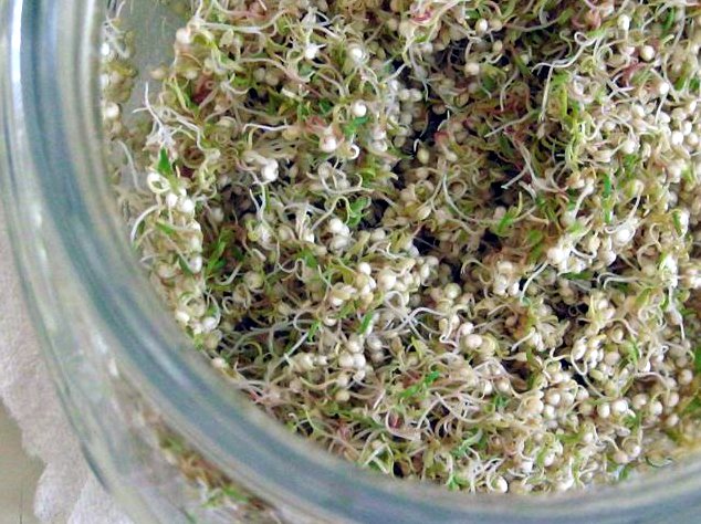 500 Organic Quinoa Inca Wheat Chenopodium Seeds