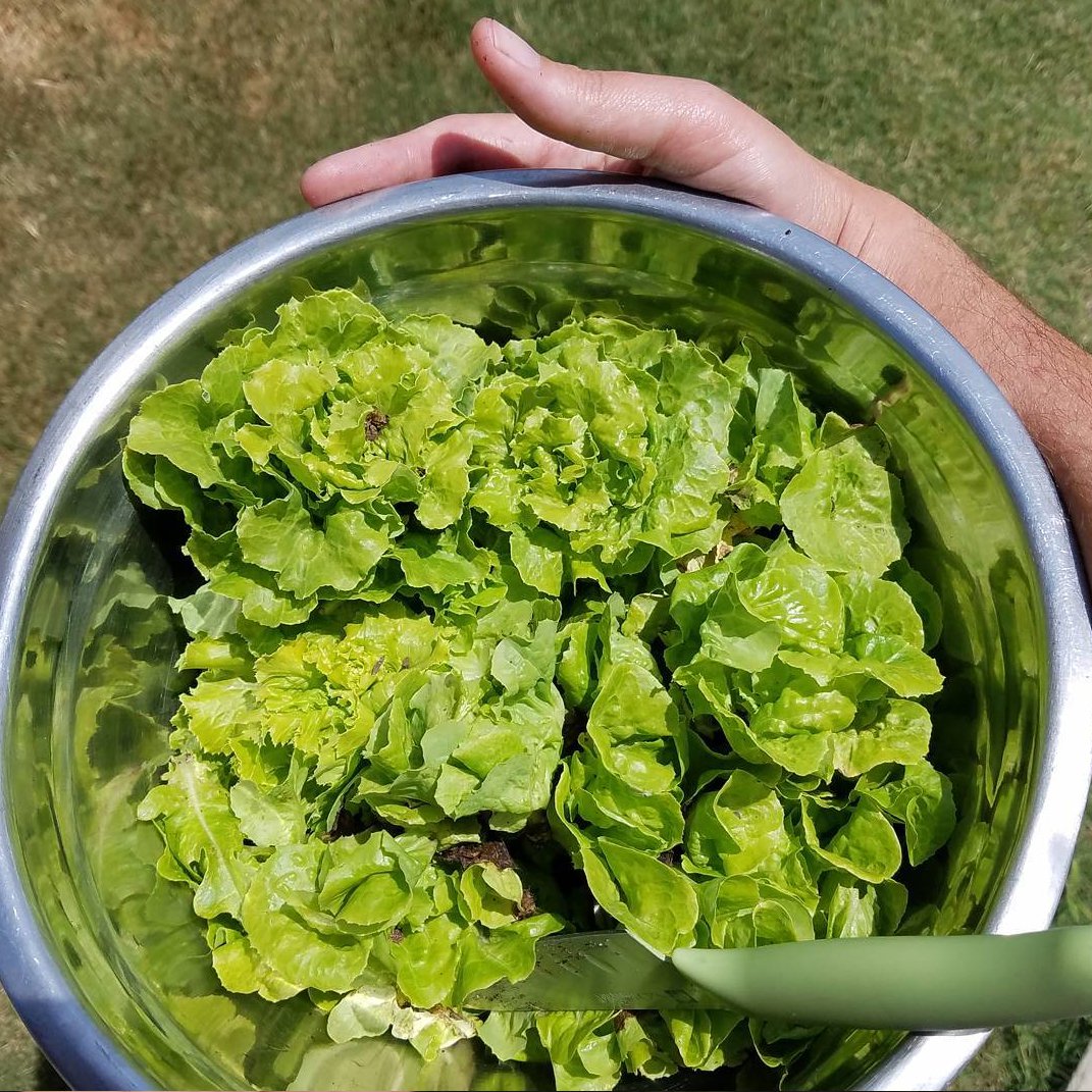 300 English Heirloom Tom Tumb Butter Lettuce Seeds