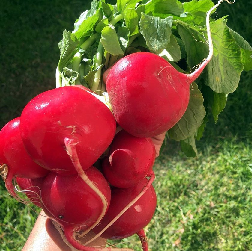 250 Heirloom Crimson Red Giant Radish Raphanus Seeds