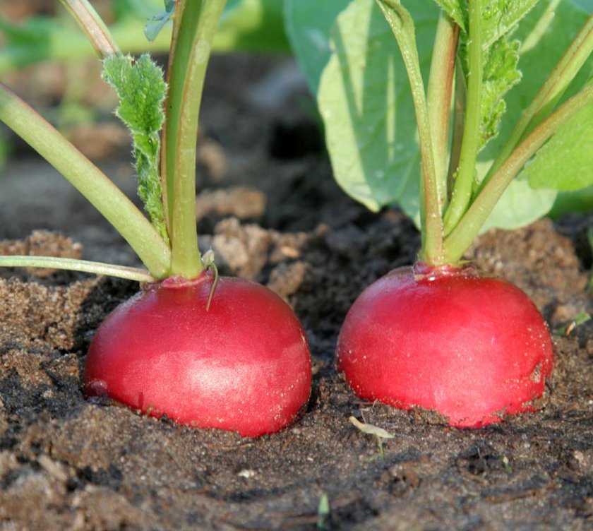 250 Heirloom Crimson Red Giant Radish Raphanus Seeds