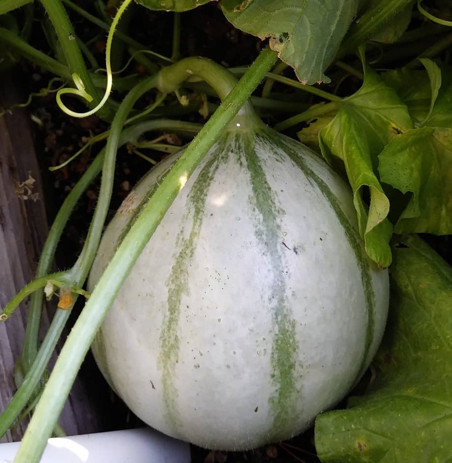 20 French Heirloom True Charentais Melon Cucumis Seeds