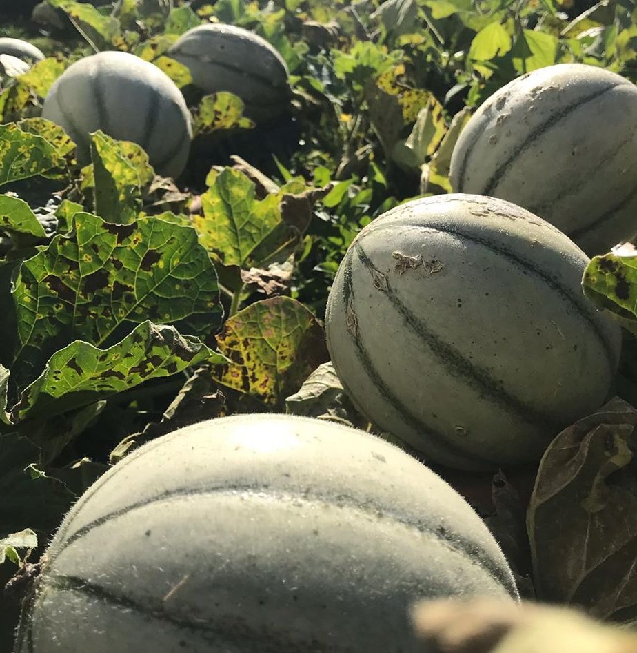 20 French Heirloom True Charentais Melon Cucumis Seeds