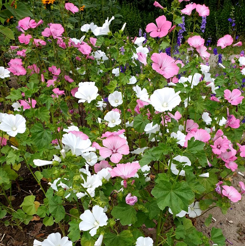 100 Tree Mallow Mix Rose Mallow Lavatera Malva Seeds