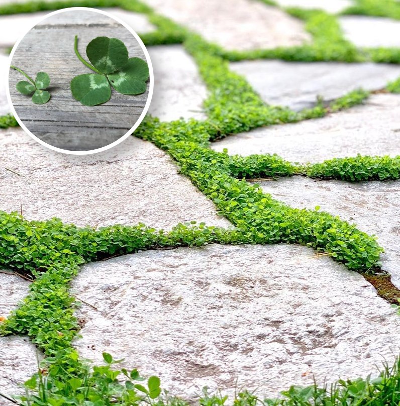 500 Tiny Mini Clover Trifolium Seeds