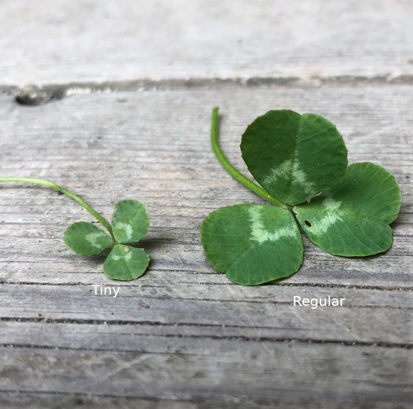 500 Tiny Mini Clover Trifolium Seeds