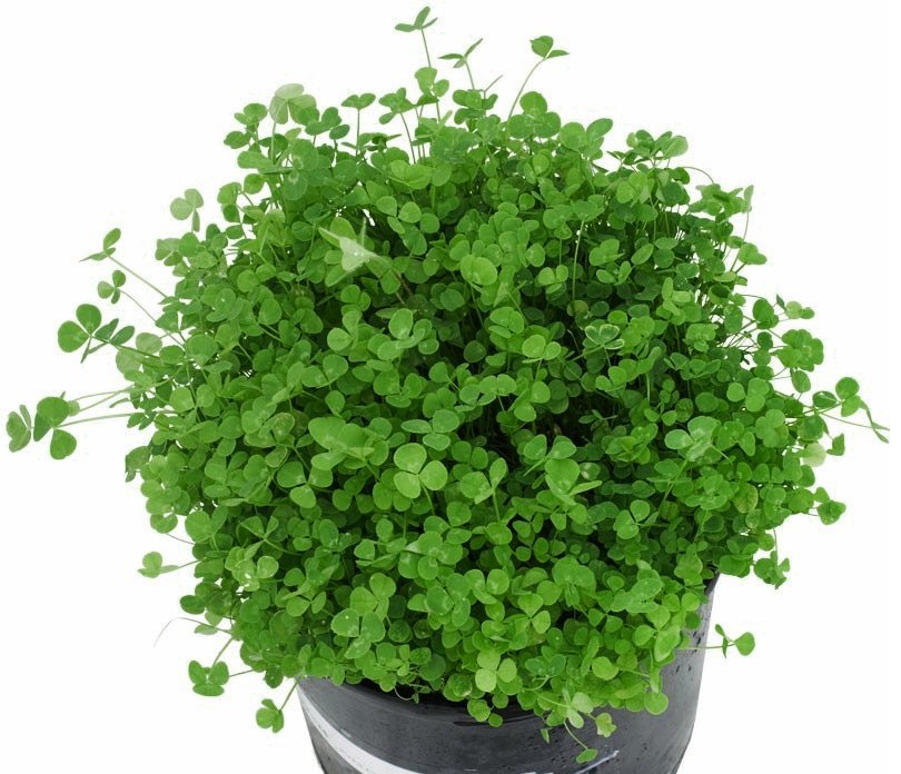500 Tiny Mini Clover Trifolium Seeds
