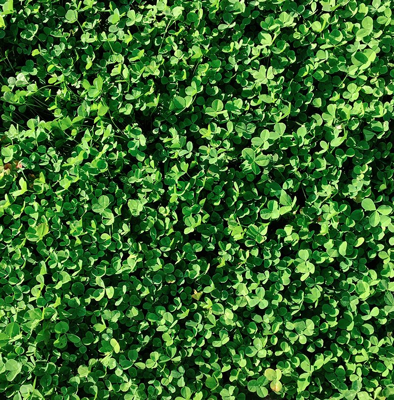 500 Tiny Mini Clover Trifolium Seeds