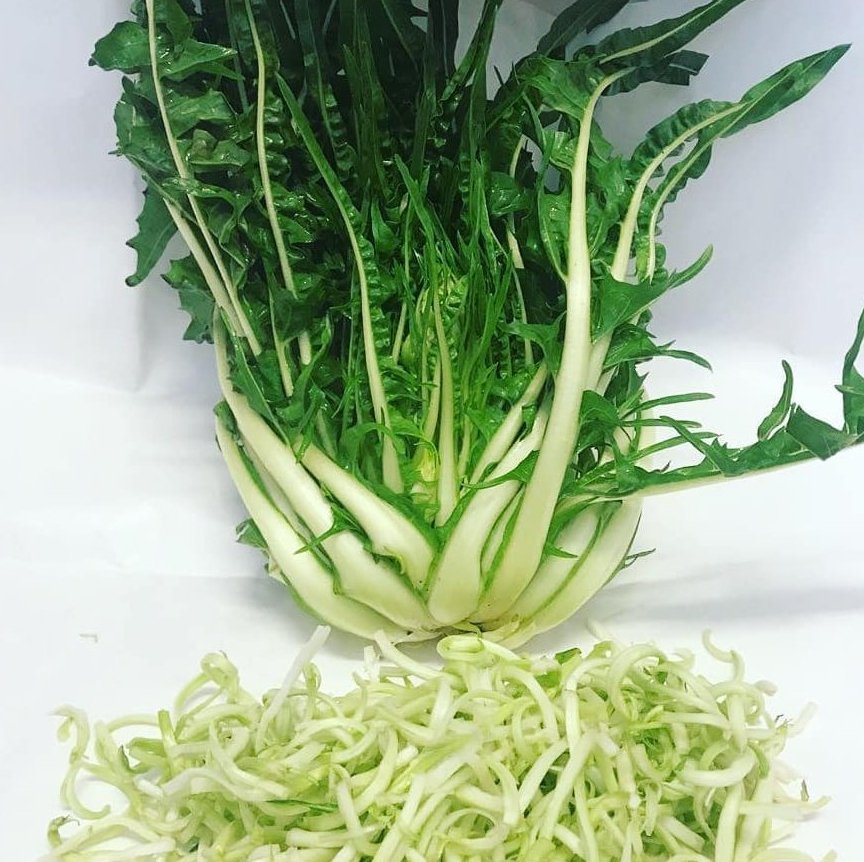 40 Italian Heirloom Puntarelle Catalogna Chicory Seeds
