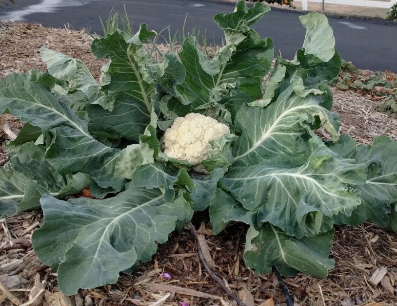 100 Heirloom Cauliflower Snowball White Brassica Seeds